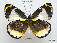 Papua Insects Foundation (Lepidoptera/Pieridae thumbnails)